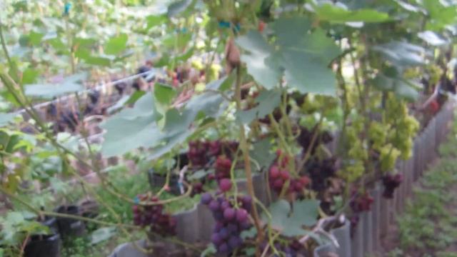 Обзор виноградника на 09.09.2018 г. (часть 1)