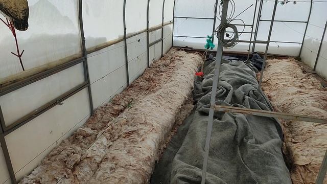 Один из способов укрытия винограда в теплице. Ноябрь 2023.