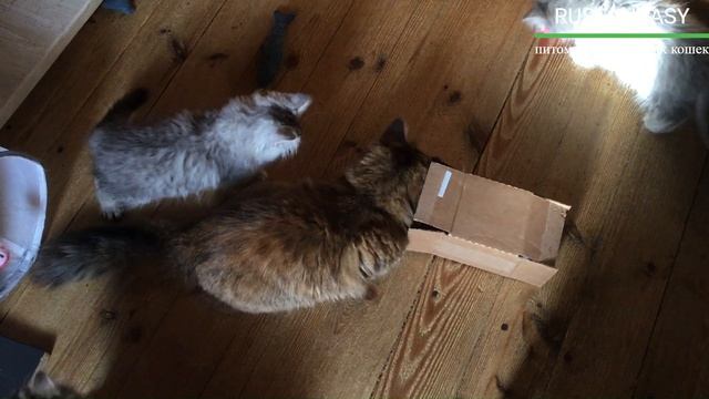 Коробочка!!!))))   RusFantasy