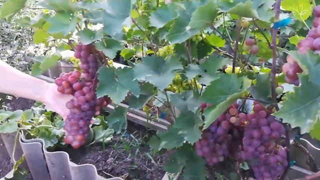 Виноградник в августе. Обзор урожая. 19.08.2021.