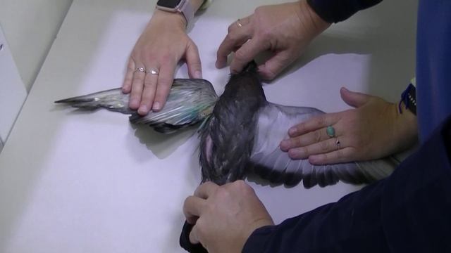 ШВО Операция у голубя на крыле. Ветклиника Бемби.15.10.2024