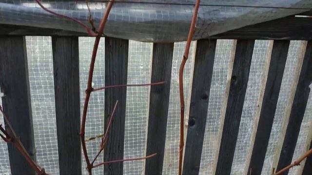 Обзор винограда. Октябрь. Часть 2.