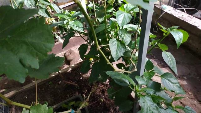 Обзор виноградника. Август. Часть 2. Теплица.