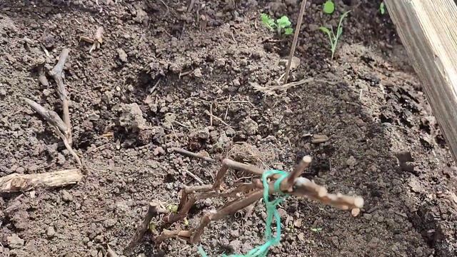 Обзор виноградника в мае, перед подвязкой.