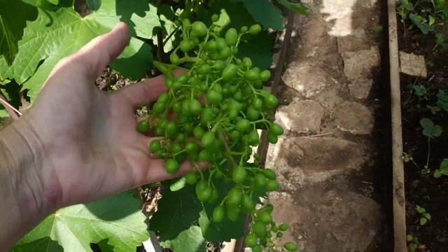 Июнь 2021. Зеленые операции в теплице. Виноград после цветения.