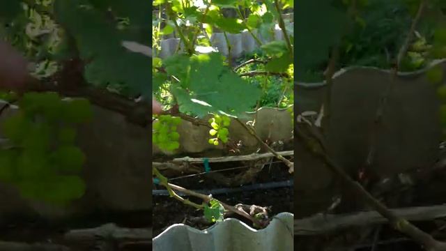 Обзор виноградника. Июль. Часть 1