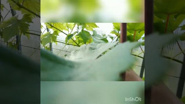 19 июня 2020 г.Зелегые операции в теплице. Чеканка лоз.