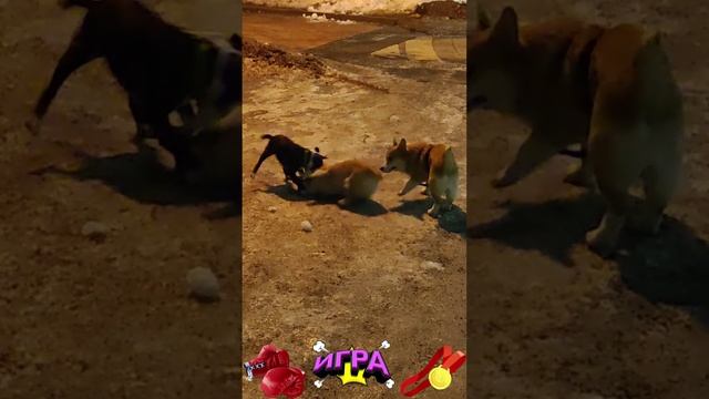 Щенок стафф играет с корги - кто победил в драке? 👊 #щенок #стафф #корги #собака #драка #игра
