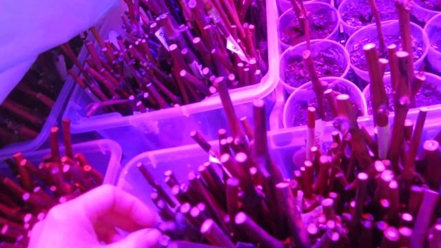 Виноград, укоренение черенков (часть 1)