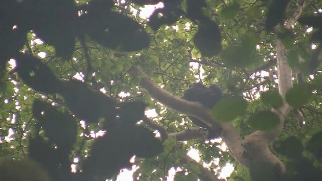 В поисках шимпанзе.  Национальный парк Кибале.  Уганда
