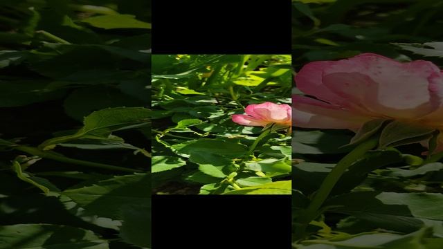 выходные на даче 2024