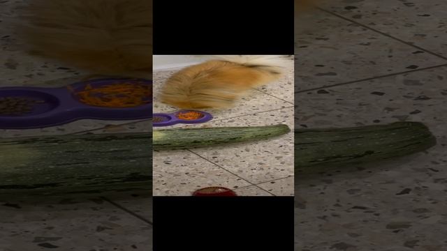 Когда рядом страшный кабачок не даёт поесть.