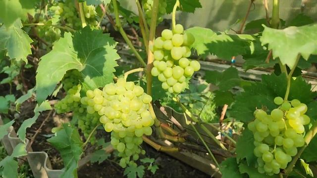 Август 2022 год. Часть 4. Обзор виноградника.