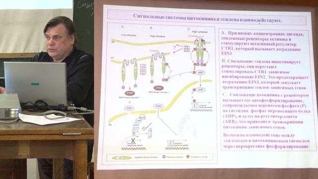 4. Рецепция фитогормонов. Физиология растений II - Носов А. М. Teach-in.