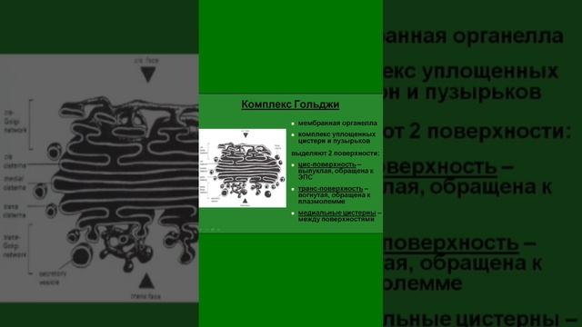 Комплекс Гольджи. Строение