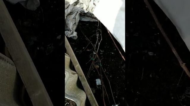 Виноградник обзор, раскрытие кустов апрель 2019