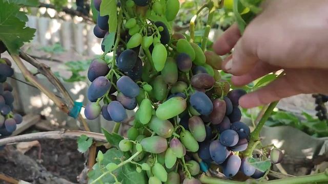 Август 2022 год. Часть 3.