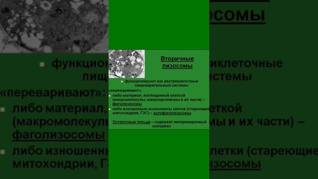 Лизосомы. Функции