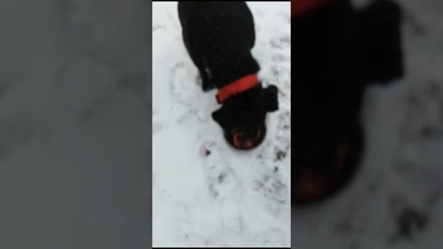 10 октября 2024 г. 🌨️🐶