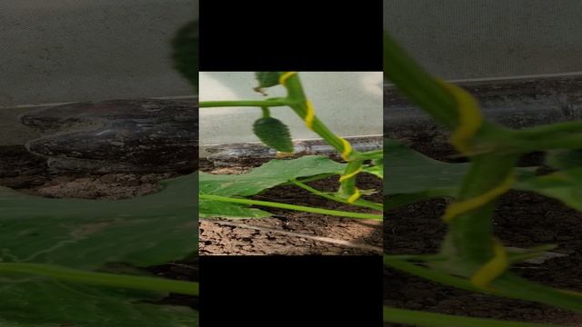 Выходные на даче 2024