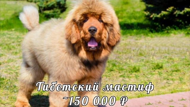 Топ Дорогих Собак