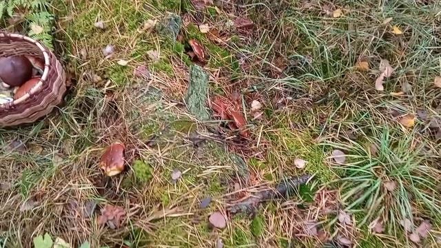 Польский гриб. Что за гриб? Где растёт, как растёт? Конец октября.