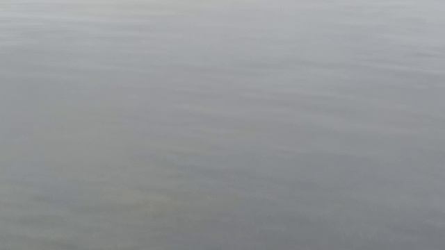 Морские котики отдыхают Советская Гавань