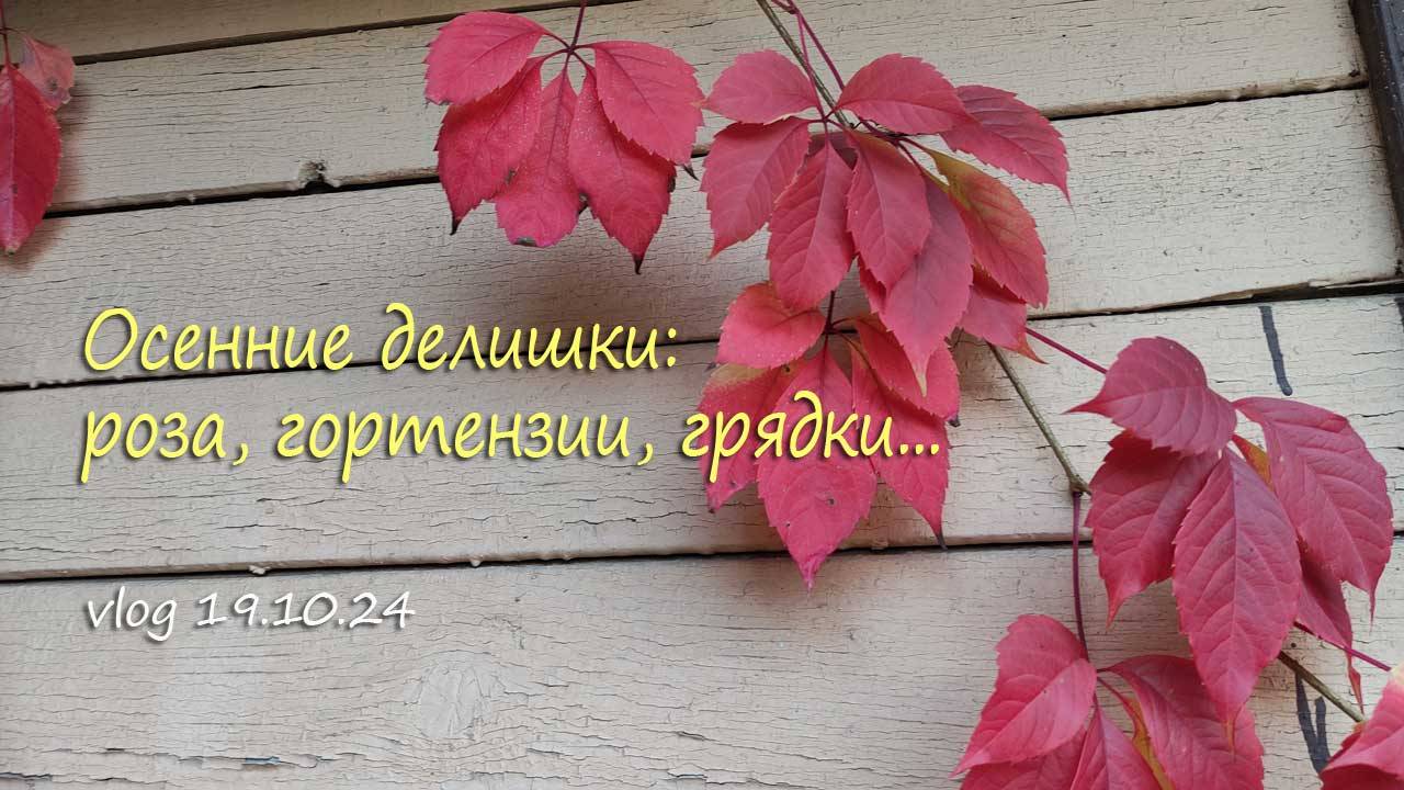 Готовлю дачу к зимовке: гортензии, грядки, роза. И очередной котик |Vlog  Дача как есть  19.10.2024