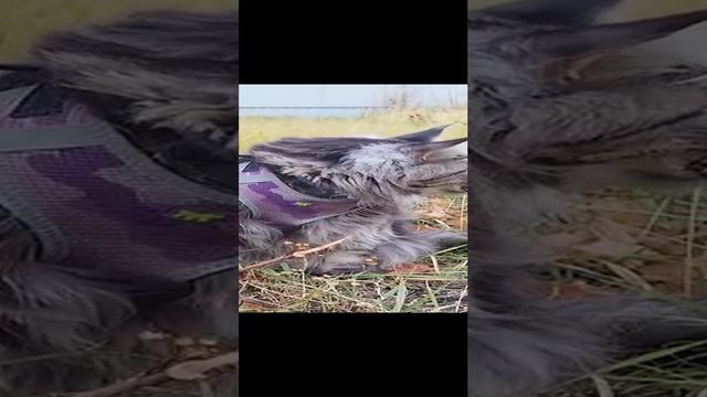 Дома-то не кормят...Хоть корешков пожевать