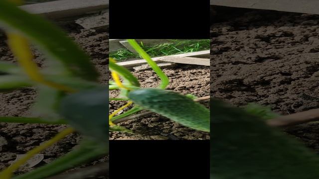 Выходные на даче 2024