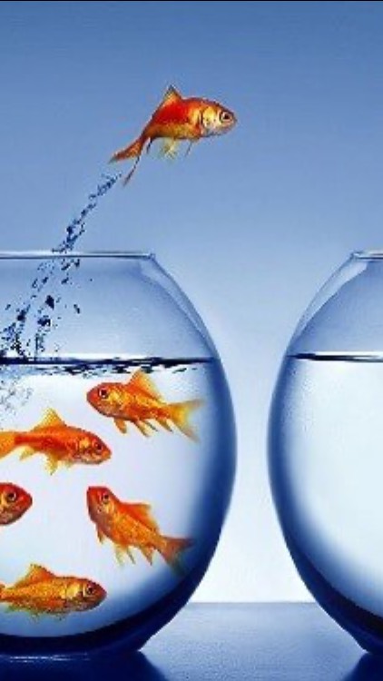 Рыбий десант атакует