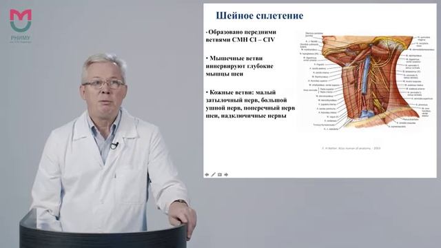 Лекция 15. Периферическая нервная система. Функциональная анатомия спинномозговых нервов