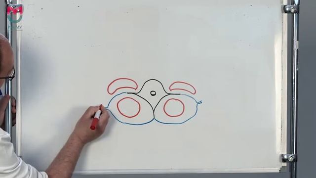 Лекция 3. Мышцы туловища. Диафрагма