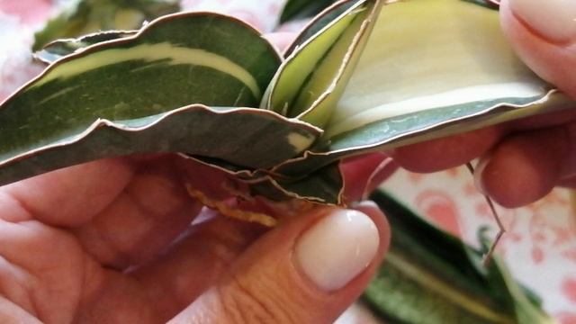 Распаковка растений из Индонезии. Сансевиерии Пагода стриата, Страйкер, Робуста Вайт, агава