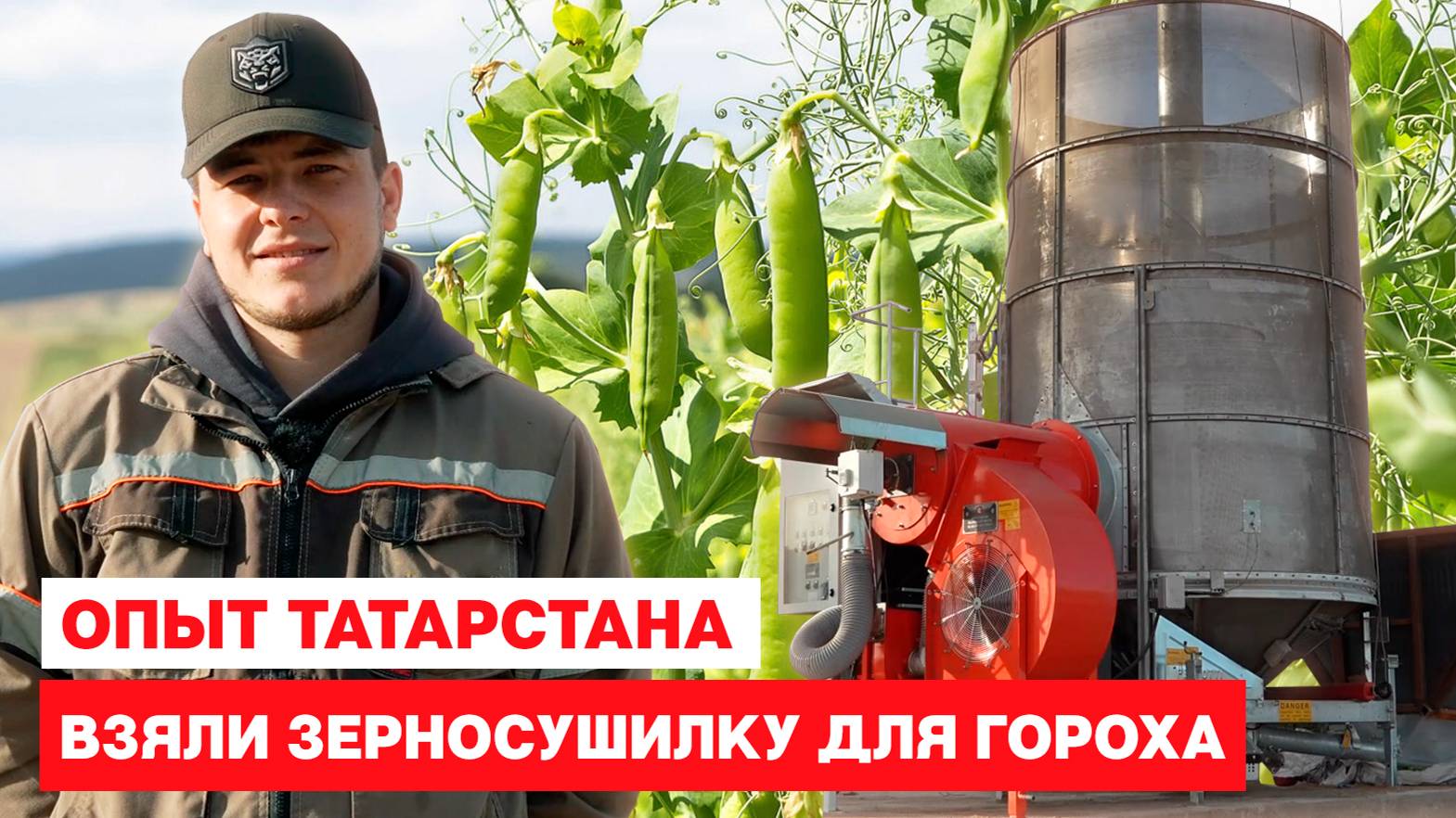 Взяли зерносушилку для гороха. Опыт фермеров Татарстана