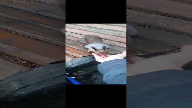 Белочка в парке госпиталя Зеленоград