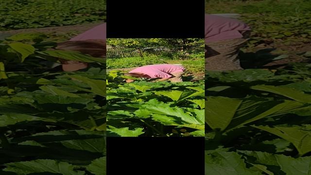 Выходные на даче 2024