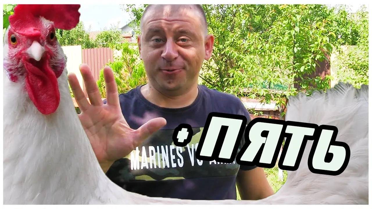 Мини ферма растёт… новости из курятника!