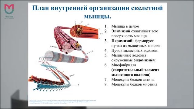 Лекция 1. Двигательная функция