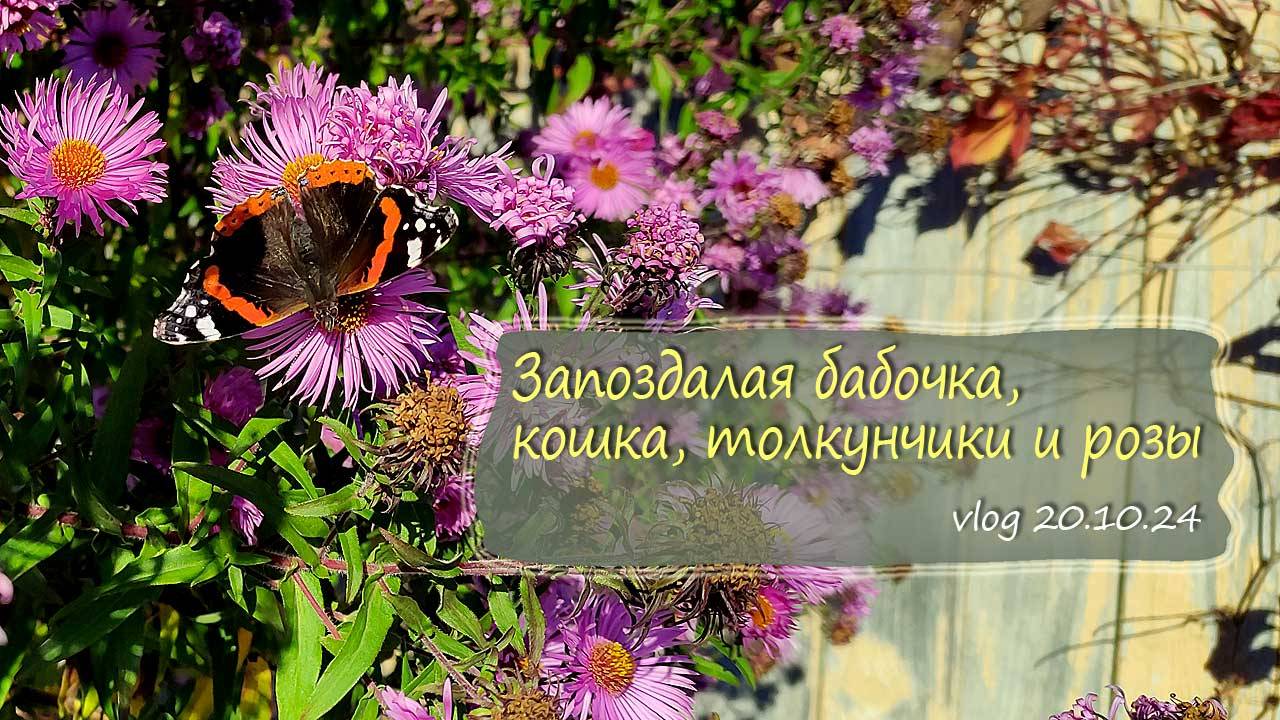 Запоздалая бабочка, кошка, толкунчики. Пересадка маленькой розочки | Vlog  Дача как есть 20.10.2024