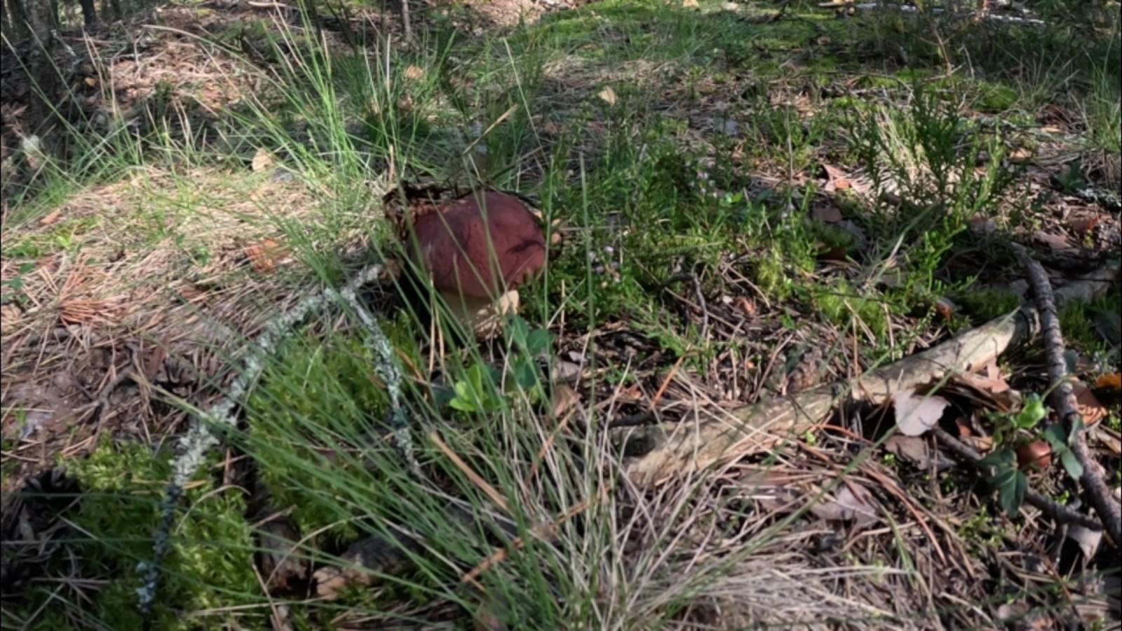Крепкие осенние боровики около берез и в сосновом бору. Сентябрьские грибы 2024