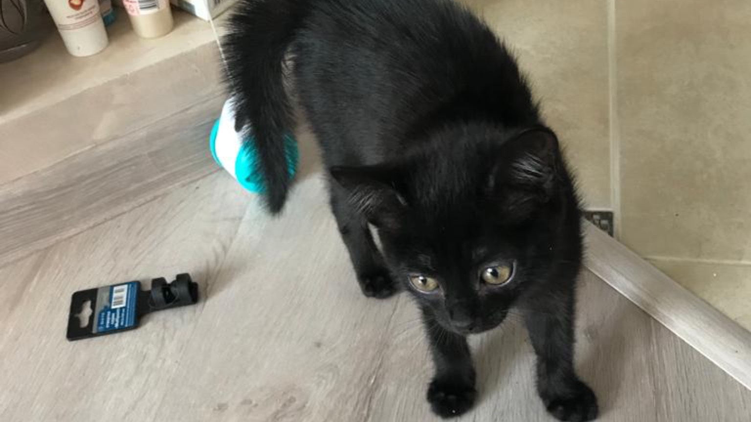 Мелкий подкидыш. Первое посещение вет клиники.