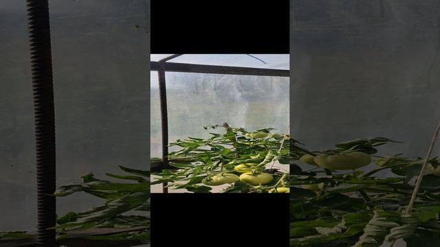 Выходные на даче 2024