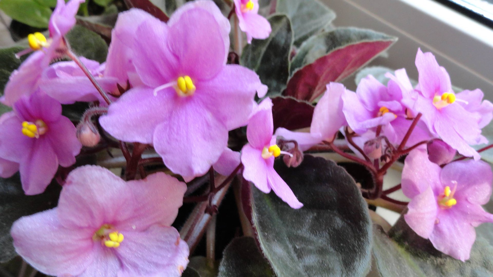 Фиалка Оптимара Мичиган