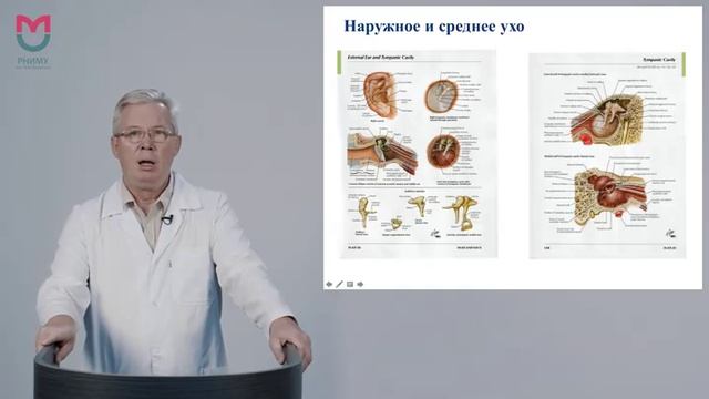 Лекция 16. Эстезиология. Функциональная анатомия органов чувств