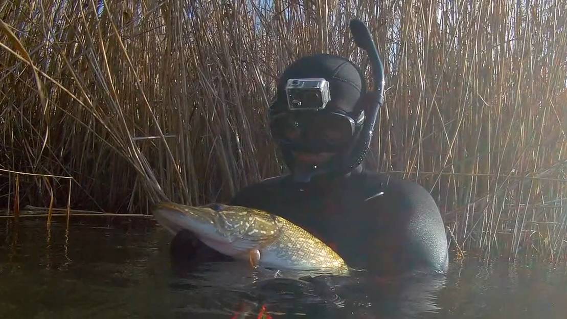 Подводная охота Подборка удачных выстрелов из разных арбалетов и с нескольких охот