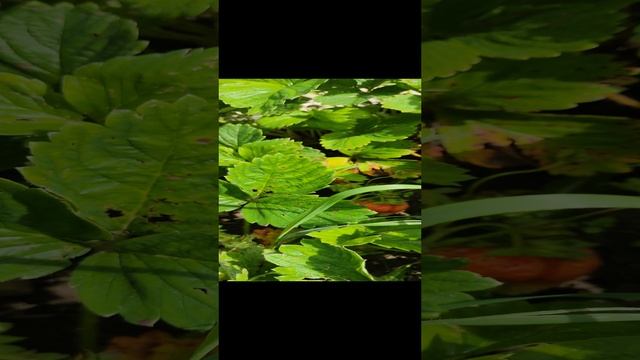 Выходные на даче 2024