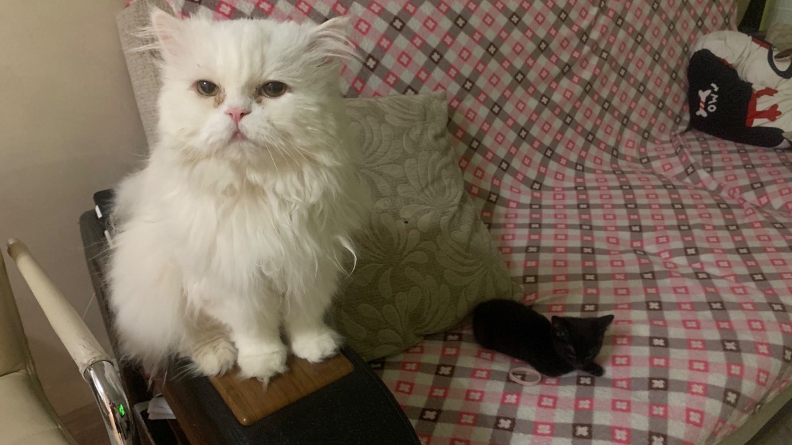 Мелкий подкидыш. Знакомство со Старшим котом.