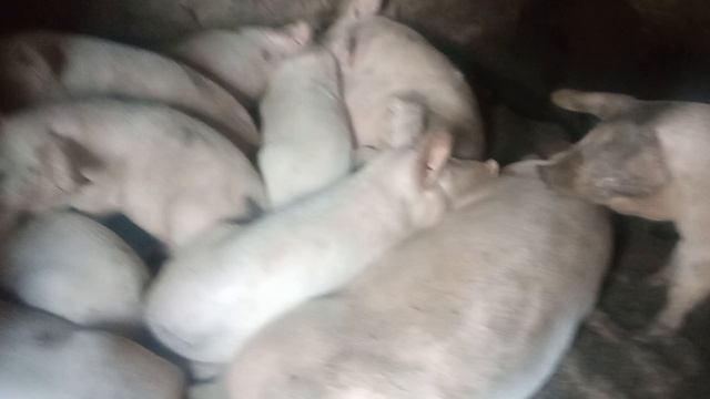 Савиньи спят кучяй