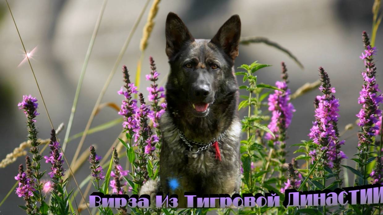 Фотопрезентация собаки питомника - Вирза Из Тигровой Династии. Часть 2